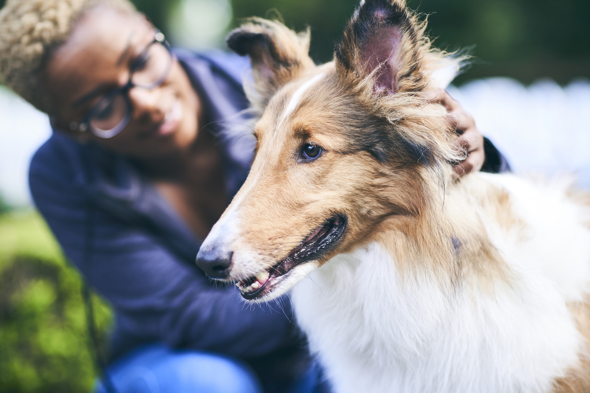 Cách chữa trị bọ chét ở chó | PET SERVICE